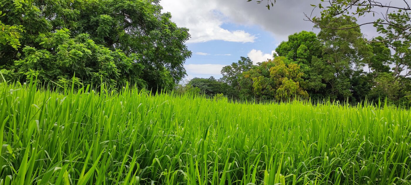 Tanzania Panicum Maximum – Lenovo Seeds