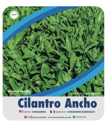 Cilantro Ancho – Lenovo Seeds